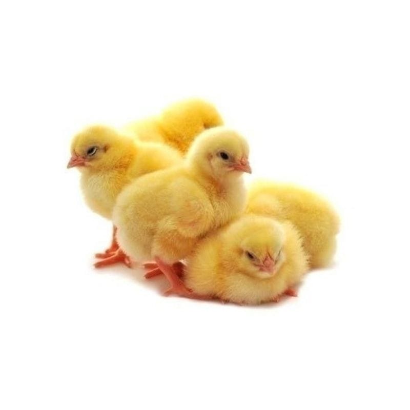 Surtiavícola - Pollito, gallina y todo lo que necesitas